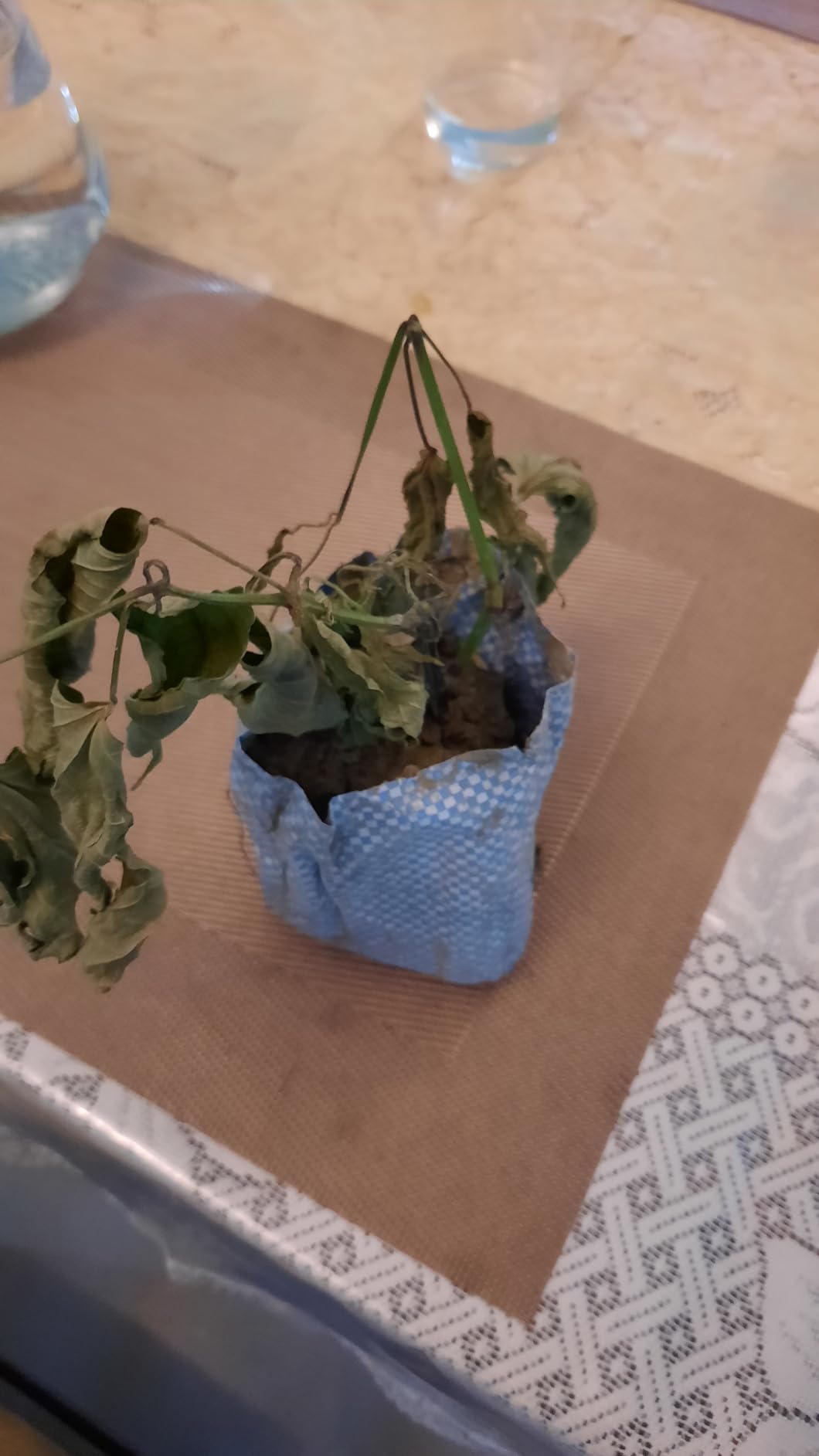 Basor lata Climbers Vines Scarlet Clock Vine Chonga lota Indrapushpa ...