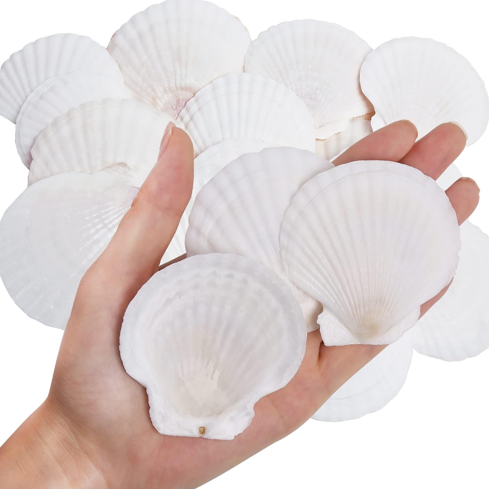 Amazon.com: Goldenvalueable Scallops Shells Natural ~2" - Bag of Approx ...