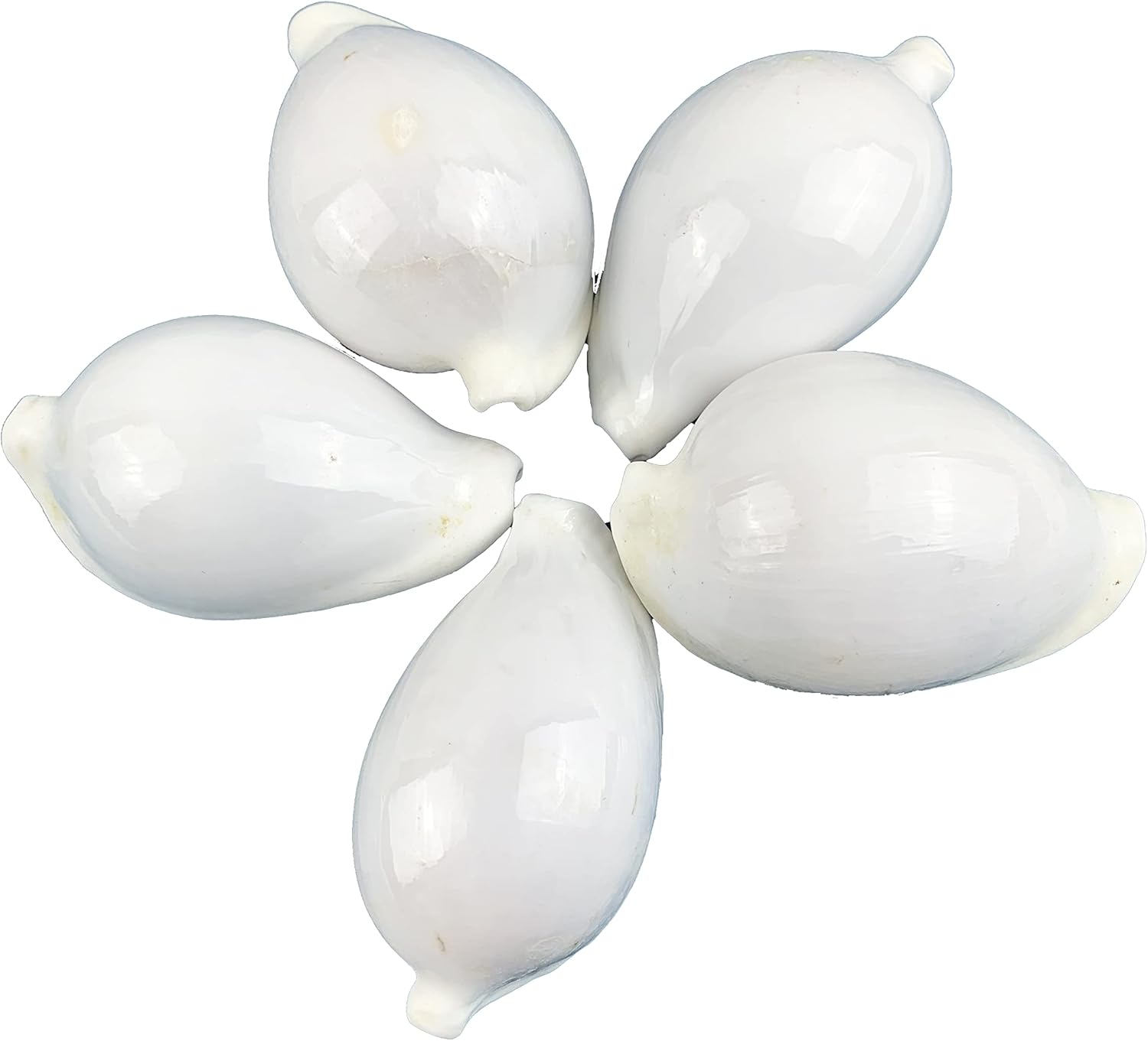 Amazon.com: Worlds 5PC Ovula Ovum Egg Cowry Sea Shells,White Egg Cowry ...