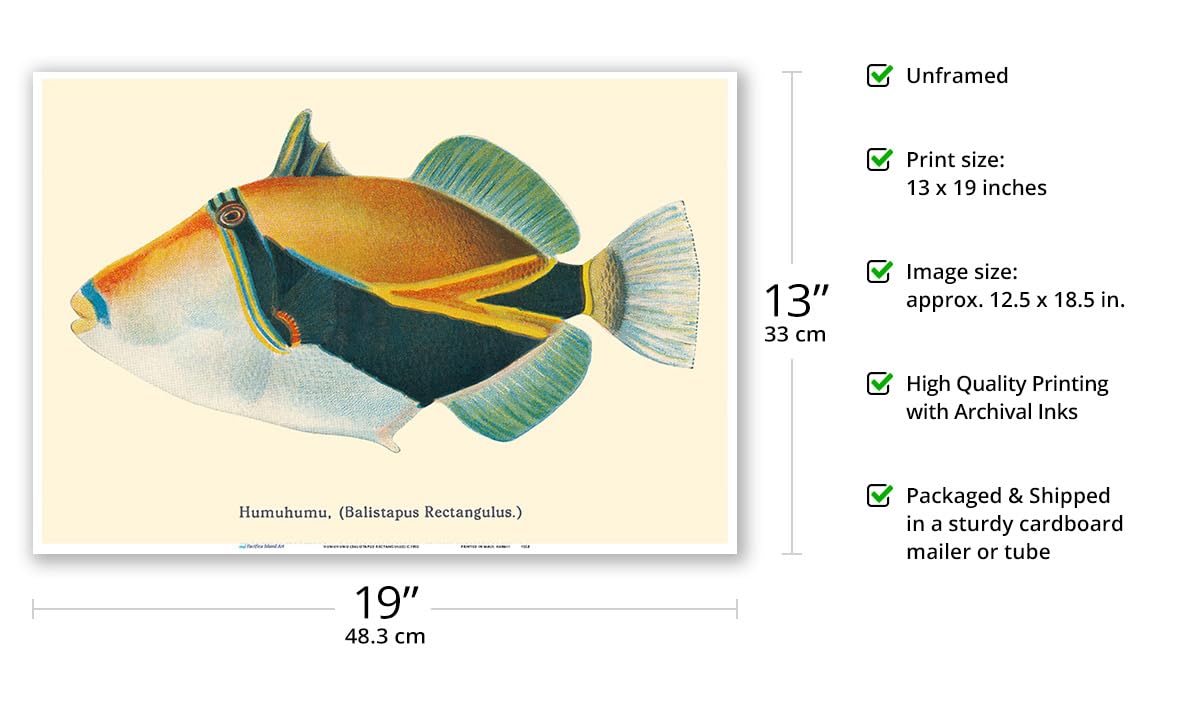 Reef Triggerfish Drawing Clown Trigger Fish Cloring For Kids| Fish