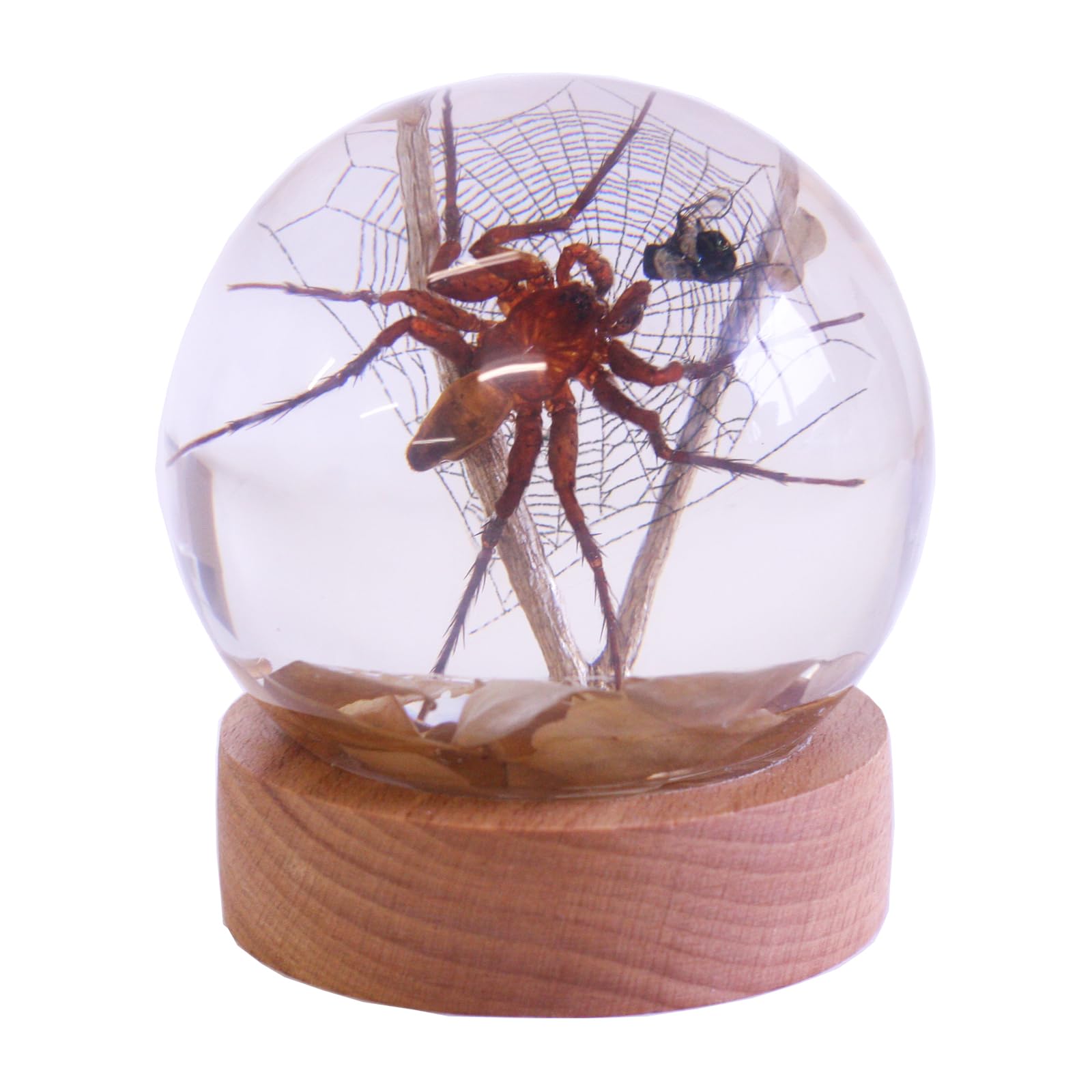 Amazon.com: REALBUG Spider & Fly Globe : Toys & Games