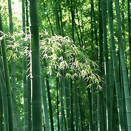 Semi Bambu → Classifica dei Più Venduti Online 2023