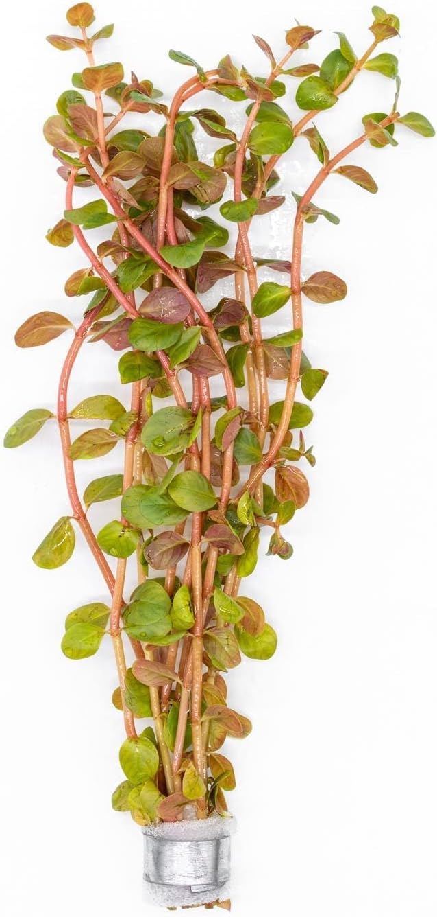 Amazon.com: SubstrateSource Rotala H'Ra Live Aquarium Plant - Natural ...