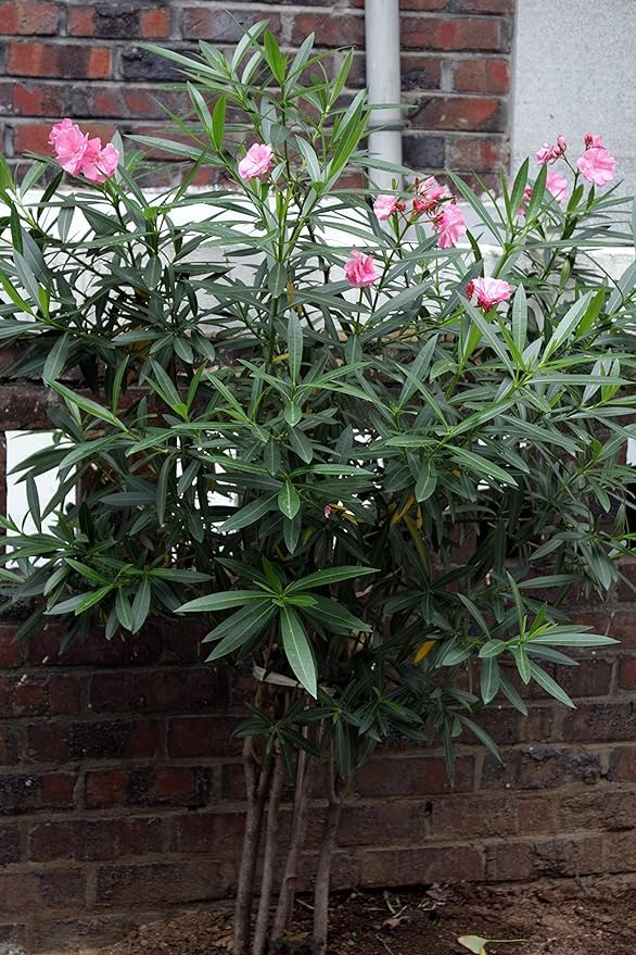 Generic Live Kaner Pink Double flower Plant With Pot : Amazon.in ...