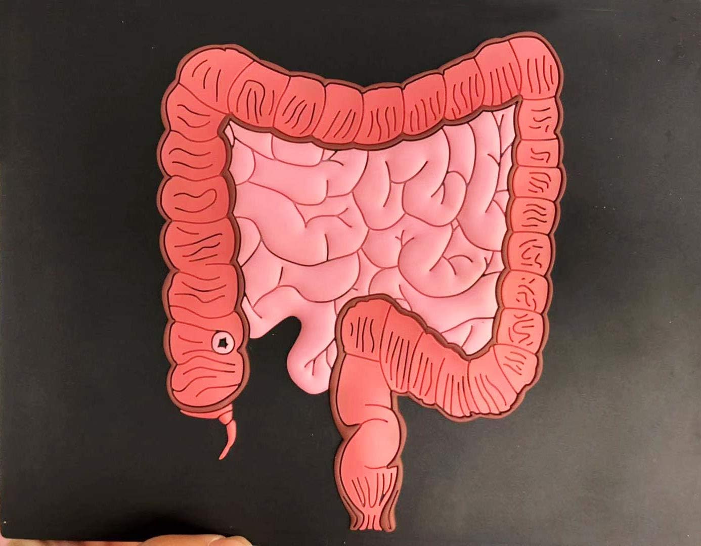 Colon Rubber Model with Support Chart, Blue Tree Australia | Ubuy