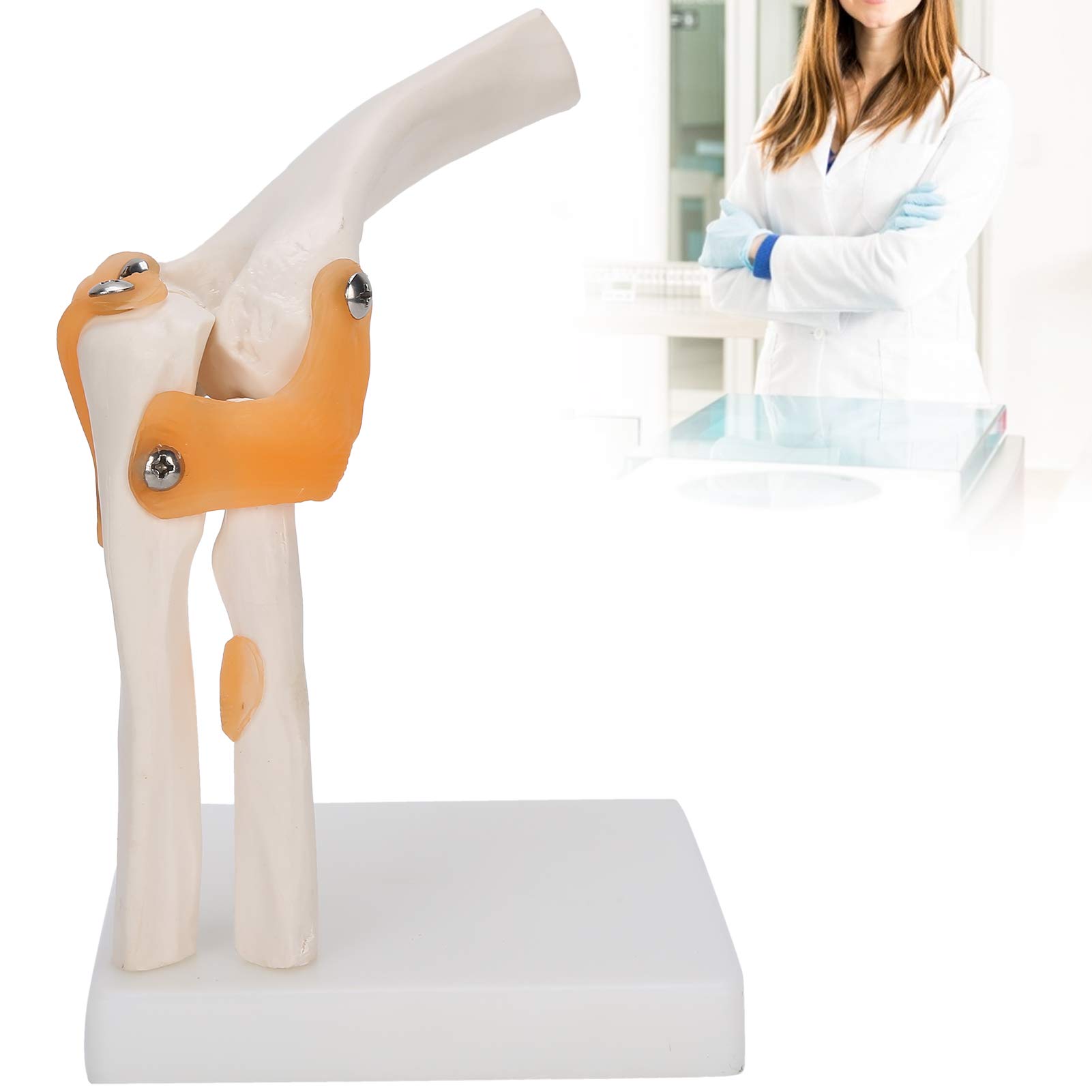 Buy Human Elbow Joint Model, Life Size Anatomy Elbow Joint Model with ...
