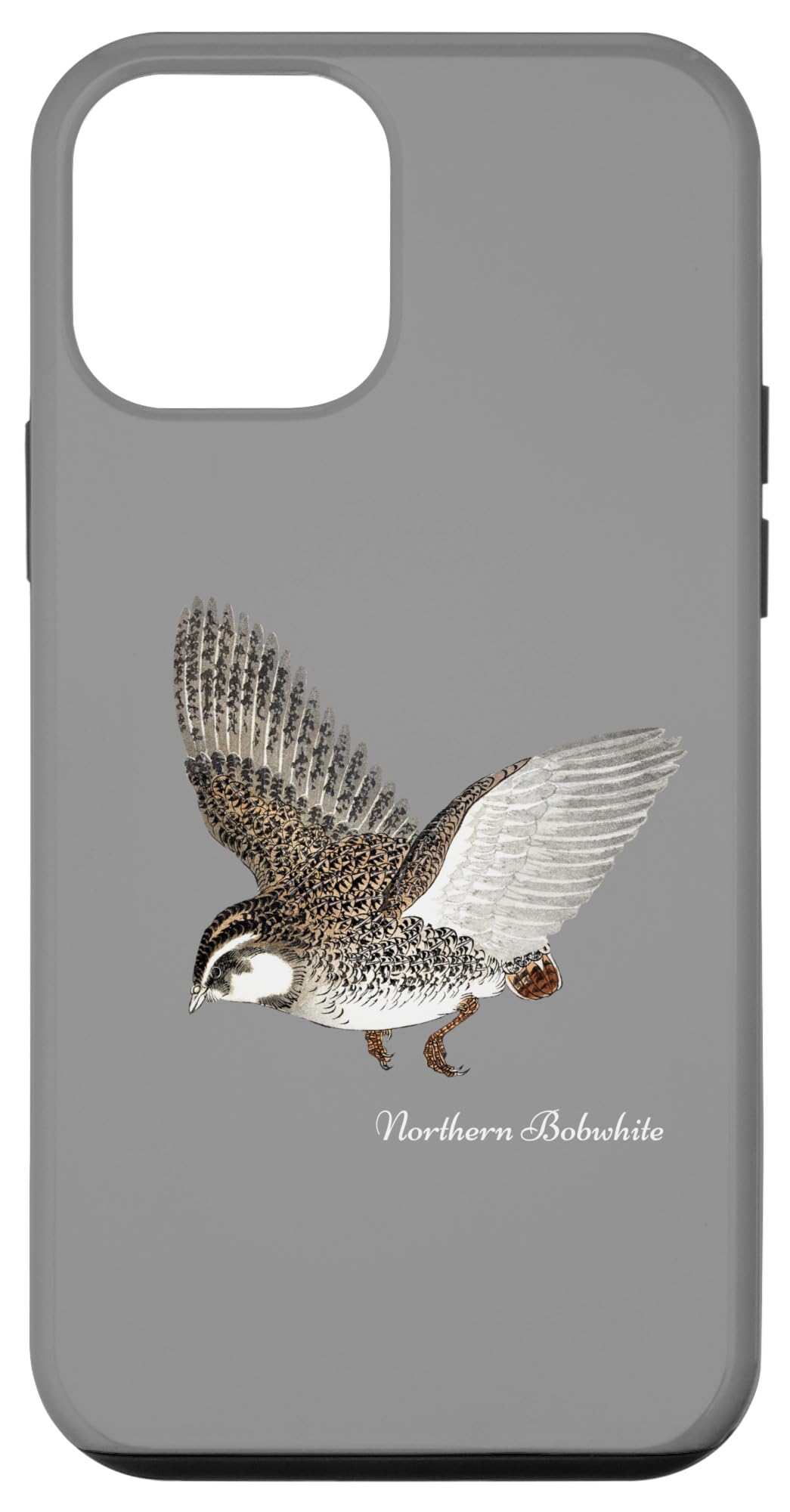 Bobwhite Quail In Flight