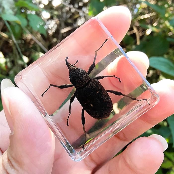 Buy Real Insect Specimen Articulated Specimen,Embedded Specimen ...