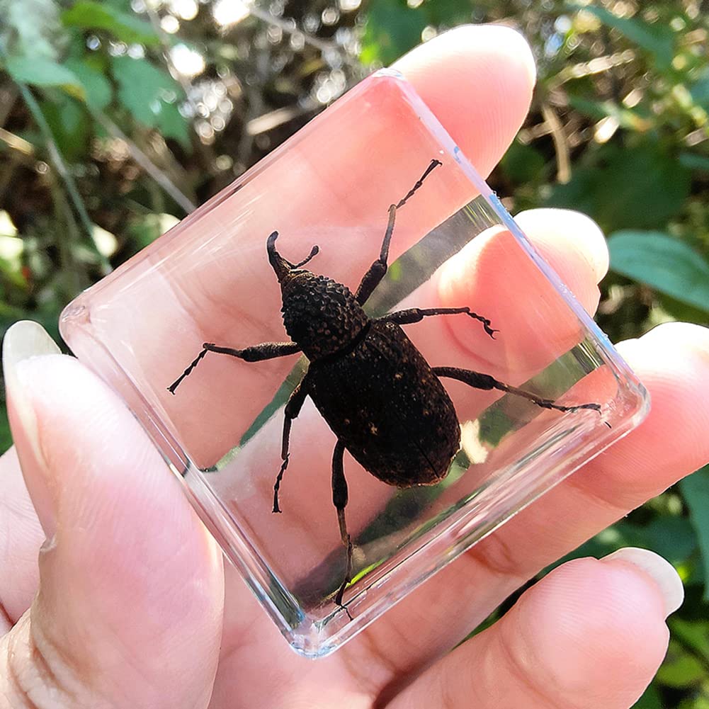 Buy Real Insect Specimen Articulated Specimen,Embedded Specimen ...