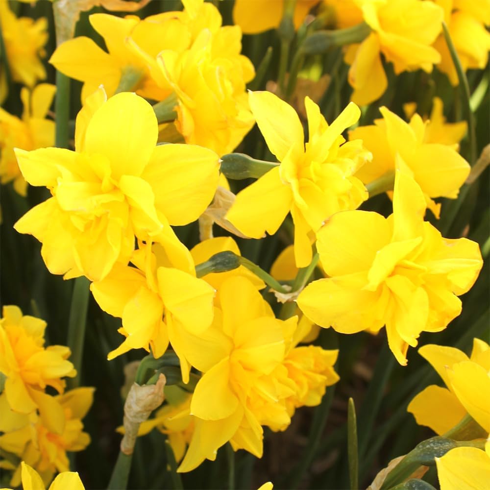 Amazon.co.jp: ITANSE 球根 スイセン房 マルチネット 3球1個【品種で選べる花球根】黄色と橙色の温かい色遣いが魅力 : DIY・工具・ガーデン