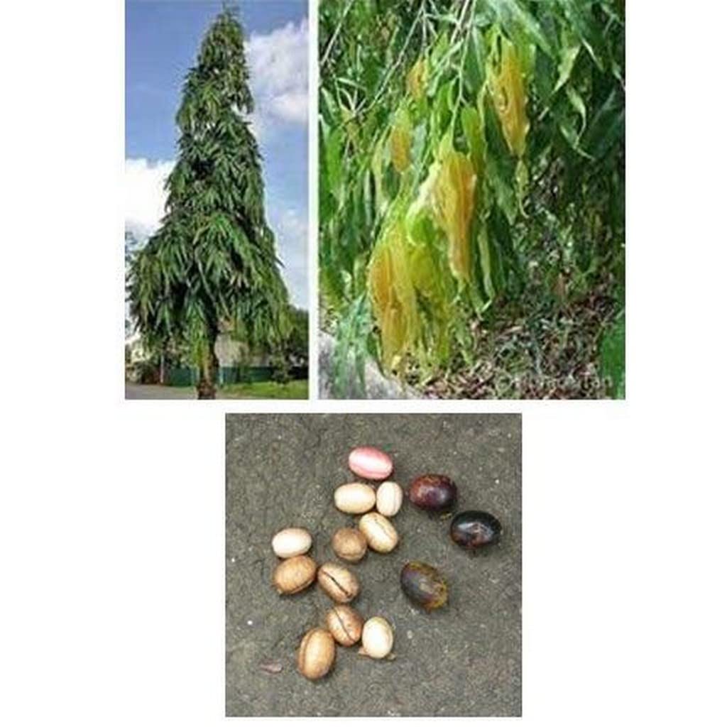 Buy OhhSome False Ashoka (Monoon Longifolium) Polyalthia Longifolia ...