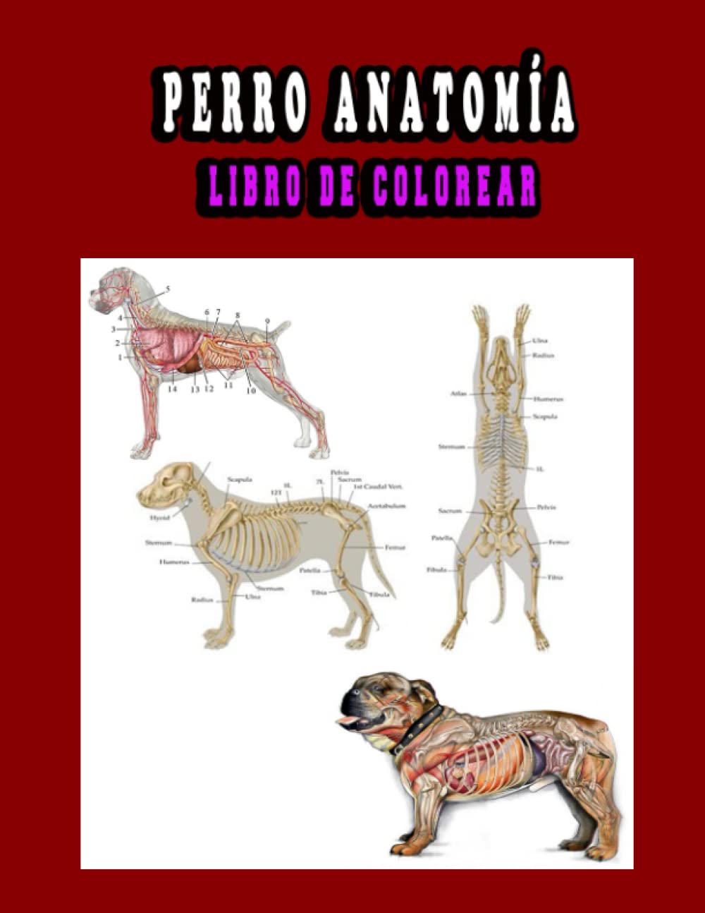 Anatomía Básica Del Perro