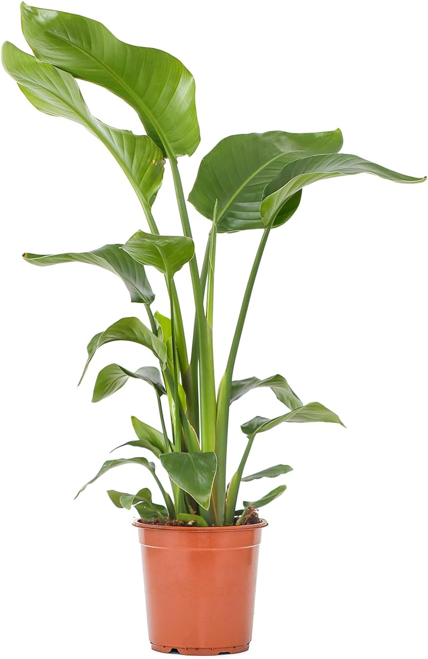 Plant in a Box - Strelitzia Nicolai XL - Grande plante verte interieur ...