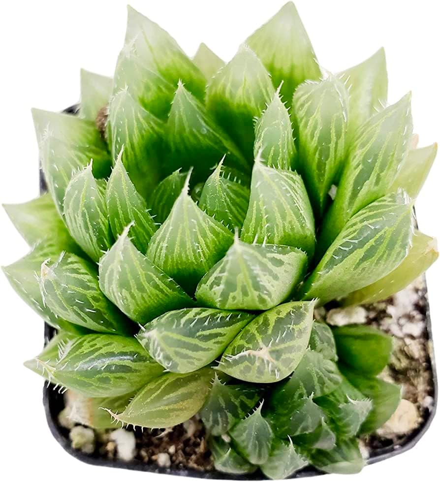 Zebra Cactus Haworthia Cooperii Succulent Plant in 7cm Pot : Amazon.co ...