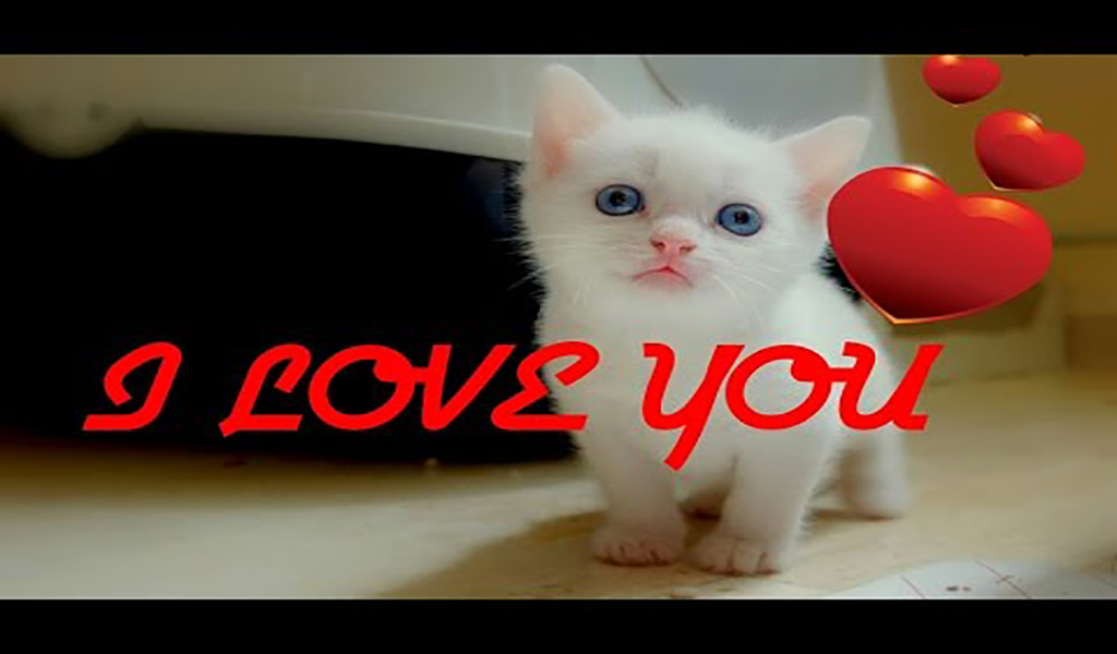 Call Love'it Cat - Talking Cat Video - App on Amazon Appstore