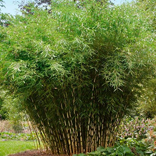 Arlo Live Plant SMALL GREEN BAMBOO LIVE PLANT- 3 PLANT : Amazon.in ...