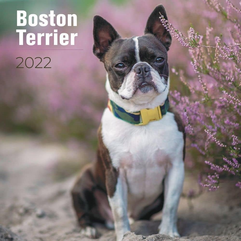 2025 2026 Boston Terrier Calendar - Dog Breed Monthly Wall Calendar ...