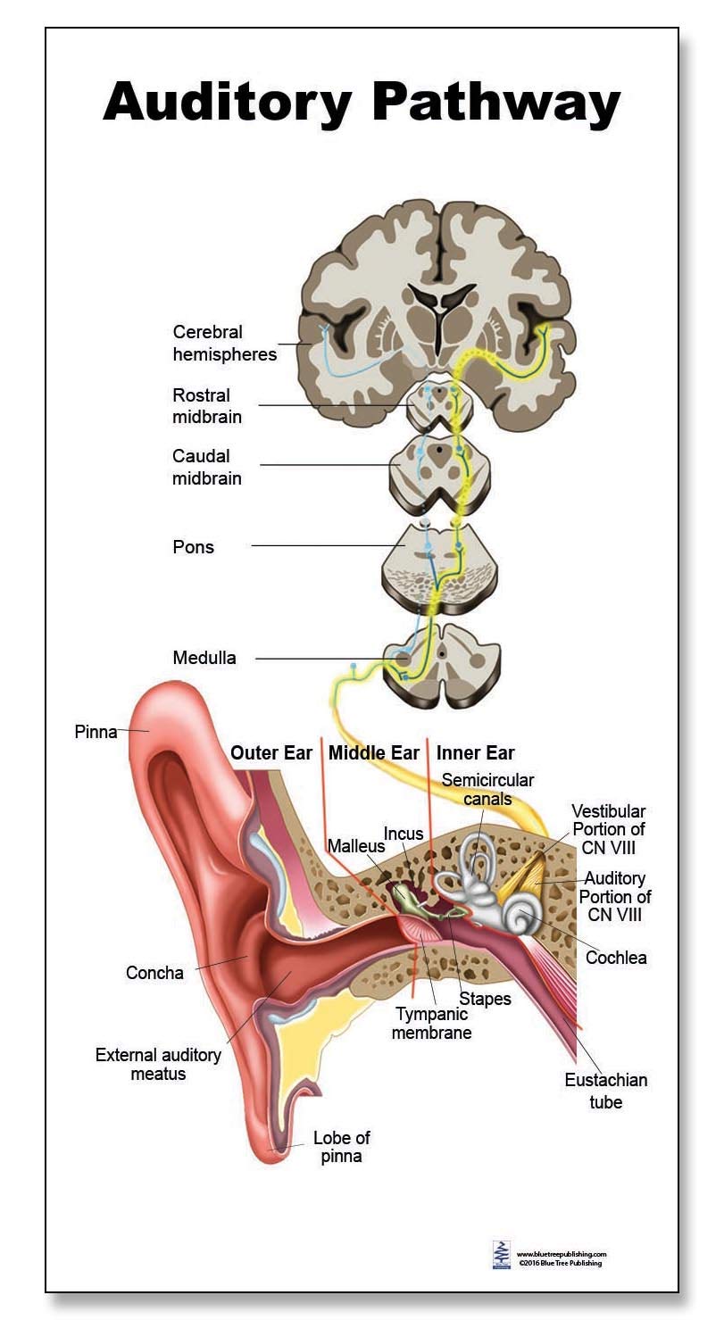 Auditory Pathway Diagram