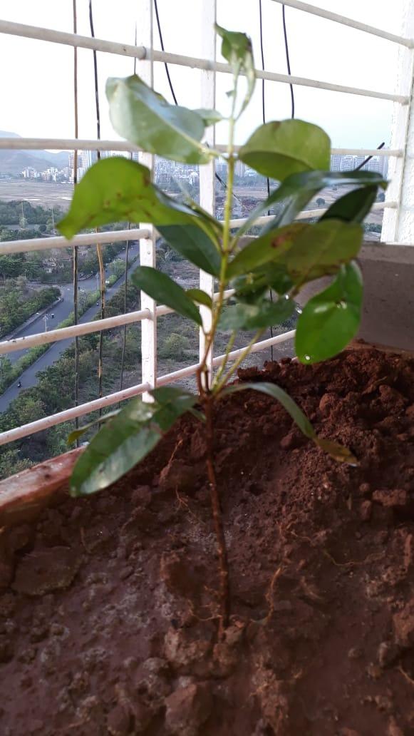 Creative Farmer Sarva Sughandhi Pimenta Dioica (Myrtaceae) : All Spice ...