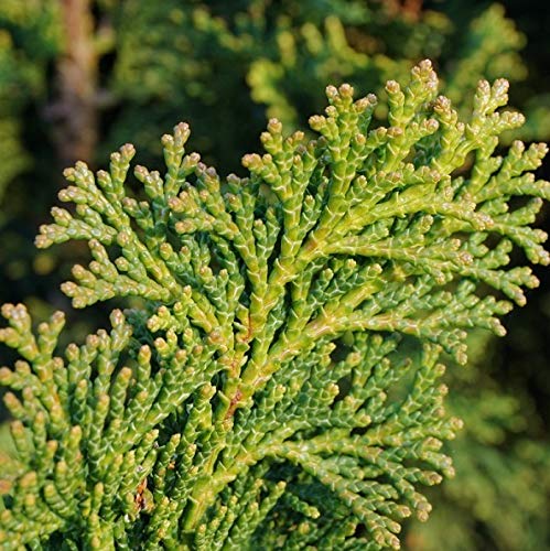 Golden Thuja Morpankhi Green Live Indoor/Outdoor Plants : Amazon.in ...