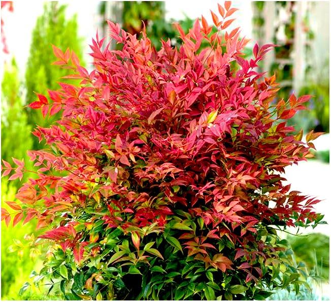 Nandina Heavenly Bamboo Shrub