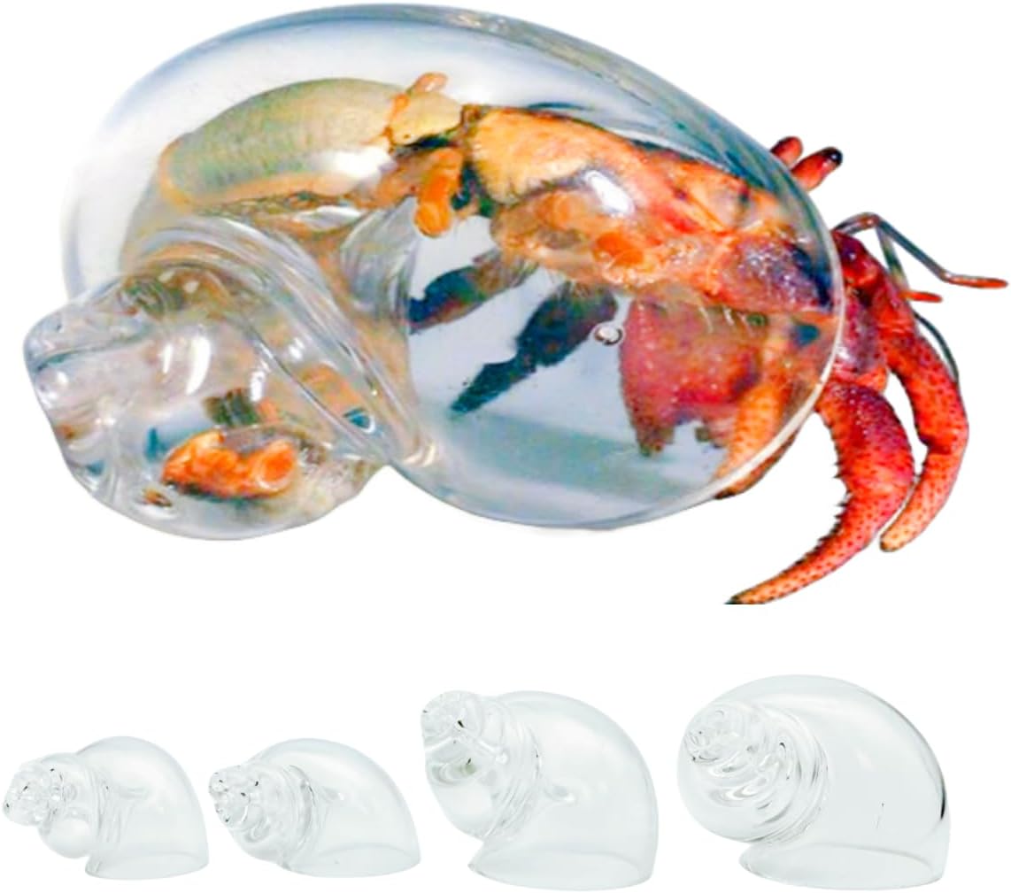 Amazon.com : Large Hermit Crab Transparent Shells Size 2.0"- 3.0 ...