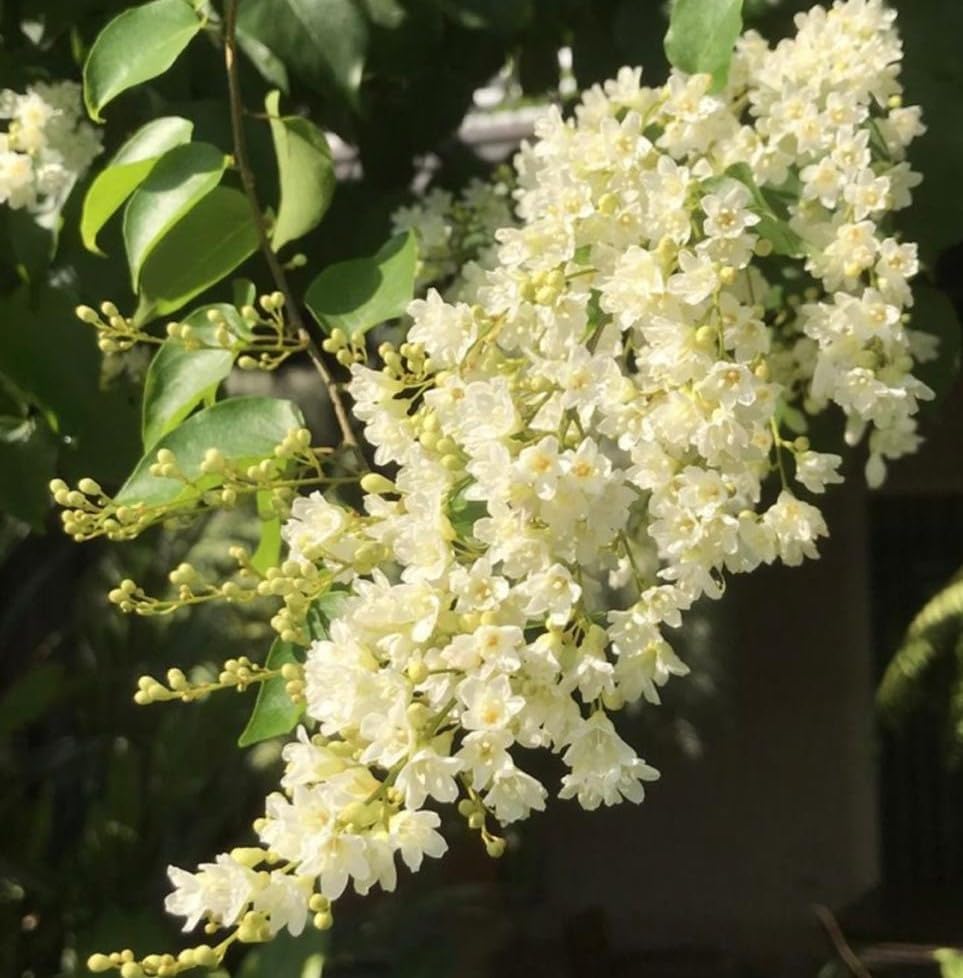 Manimulla Jasmine Live Creeper Flower Plant | Christmas Jasmine Live ...