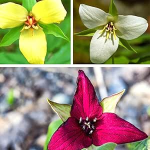 Amazon.com : 10 Mix Trillium Bulbs, Perennial Flower Bulbs for Garden ...