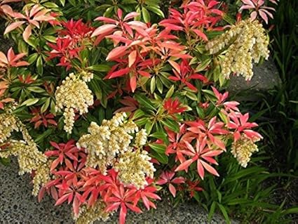Amazon.com : (1) - Mountain Fire Pieris - Starter Plant (5 m) (1 Live ...