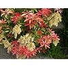 Amazon.com : (1) - Mountain Fire Pieris - Starter Plant (5 m) (1 Live ...