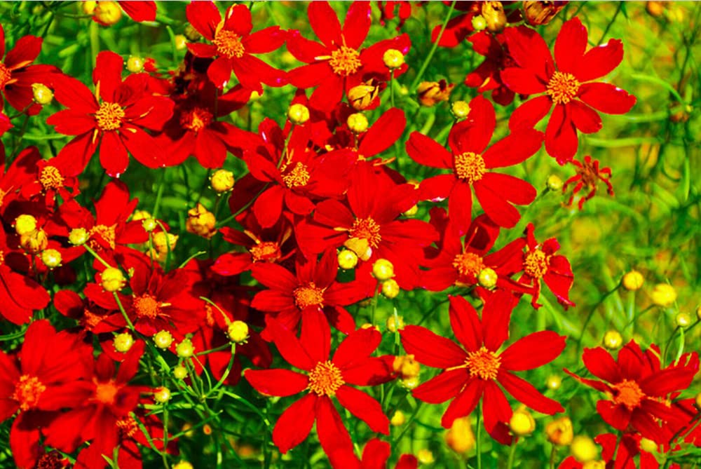 Amazon.com : Red Plains Coreopsis Flower Seeds Dwarf Coreopsis ...
