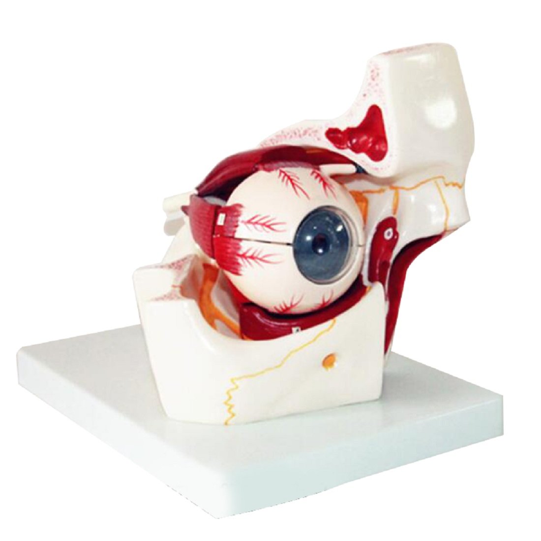 Tinsay Human Eye Orbital Model Eyelid Medical Anatomy Eye Model ...