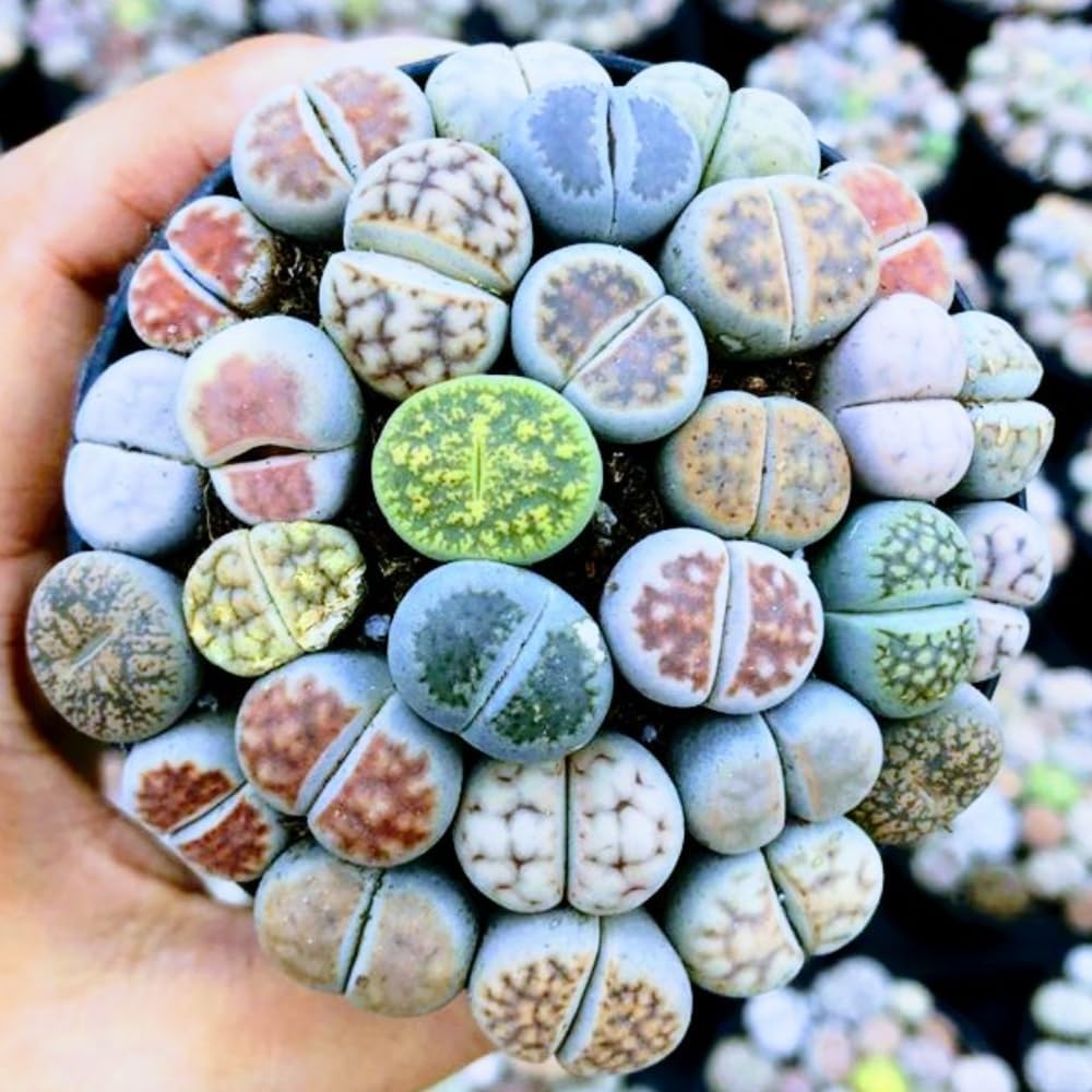 Amazon.com : Assorted Lithops Live Plants, Pack 30 Lithop Succulents ...