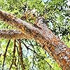 Amazon.com : Drake Chinese Elm Tree | 3 Live Plants | Lacebark Elm ...