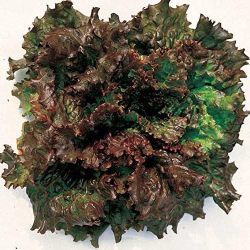 Amazon.com : Park Seed Red Sails Lettuce Seeds, AAS Award Winning and ...