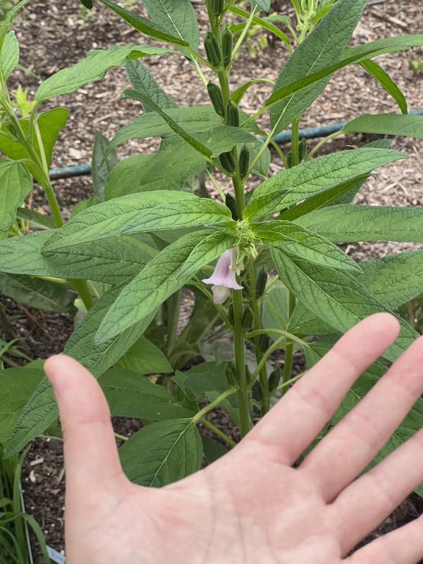 Til seeds for pooja,Til seeds for Home Planting Pack Of 7000 : Amazon ...