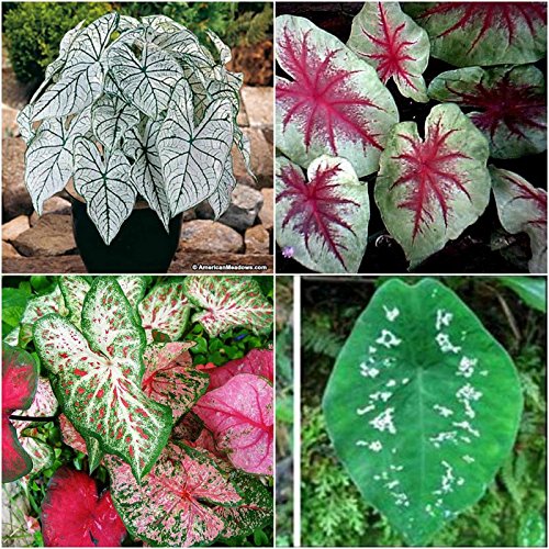 Caladium Mix Variety Flower Bulbs by Kraft Seeds : Amazon.in: Garden ...