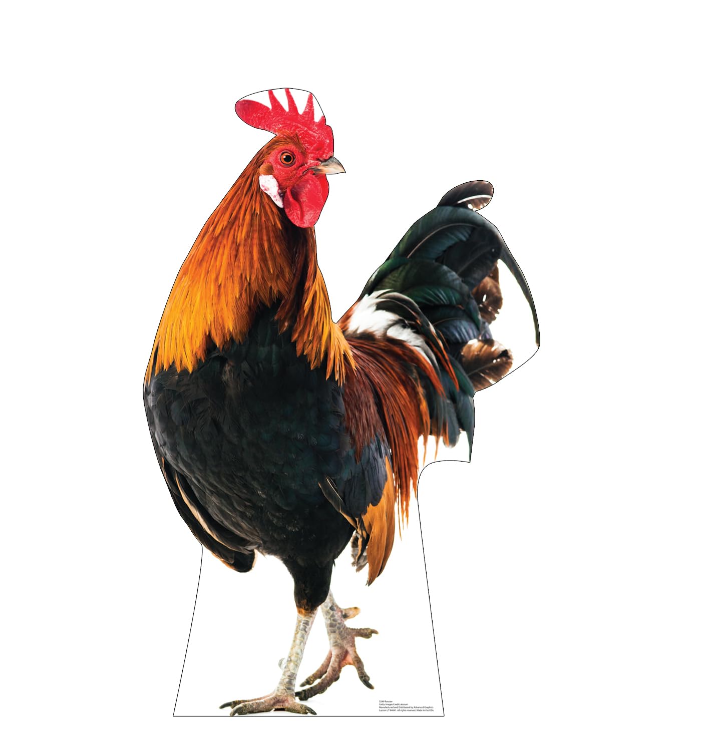 Amazon.com: Cardboard People Rooster Life Size Cardboard Cutout Standup ...