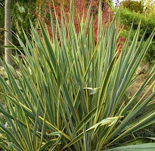 Fädige Palmlilie - Yucca filamentosa 'Variegata' - 60-80cm Topf Ø 25 cm ...