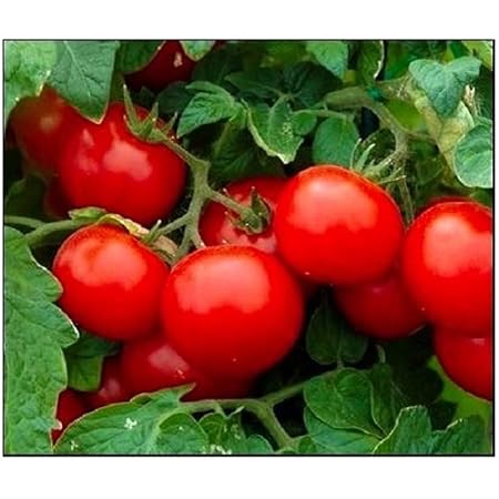 Amazon.com : Large Cherry Tomato Seeds for Planting Heirloom Non-GMO ...