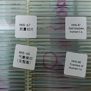 Amazon.com: Set of 100 Microscope Prepared Typical Histology Slides for ...