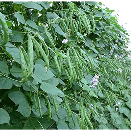 Gromax Sem Fali Seeds Vegetables Seeds F1 Hybrid Pack For Your Home ...