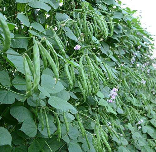 PLANTOGALLERY Vegetable Seeds | Sem Phali Beans F1 Hybrid Seeds For ...