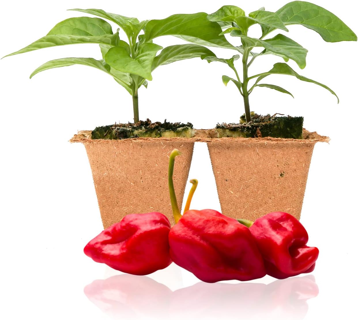 Amazon.com : Jamaican Scotch Bonnet, 3 Live Pepper Plant, Jamaican Hot ...