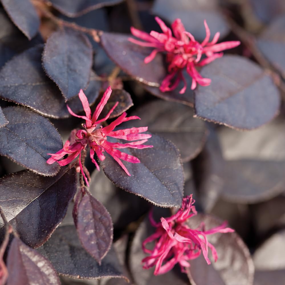 Loropetalum Purple Pixie
