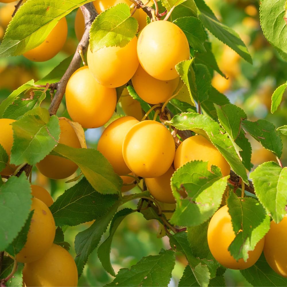 Amazon.com : Bryon Gold Plum Tree, Golden, Sweet Plum with Firm Flesh ...