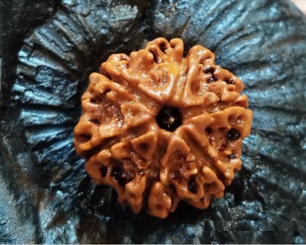 The Millennium Gallery Saptmukhi Rudraksha Original Certified Nepal ...