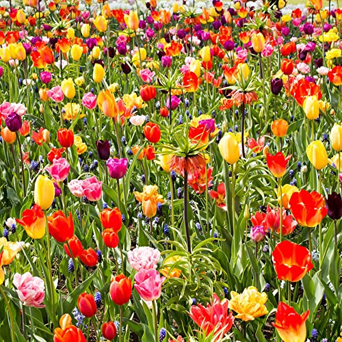 Bulbos ejemplos [Tu Huerto y tus semillas] 2023