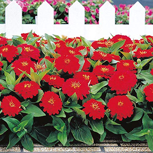 Royal Paradise Garden Rare Hybrid Zinnia " Dreamland Red " Exotic 30 ...