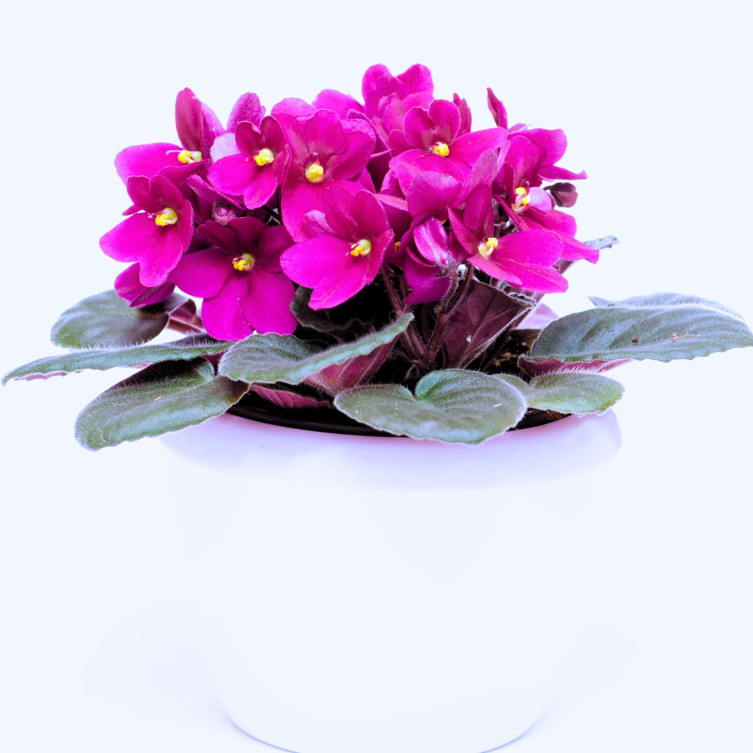 Amazon.com : African Violets Live Plant, Purple Red African Violets ...